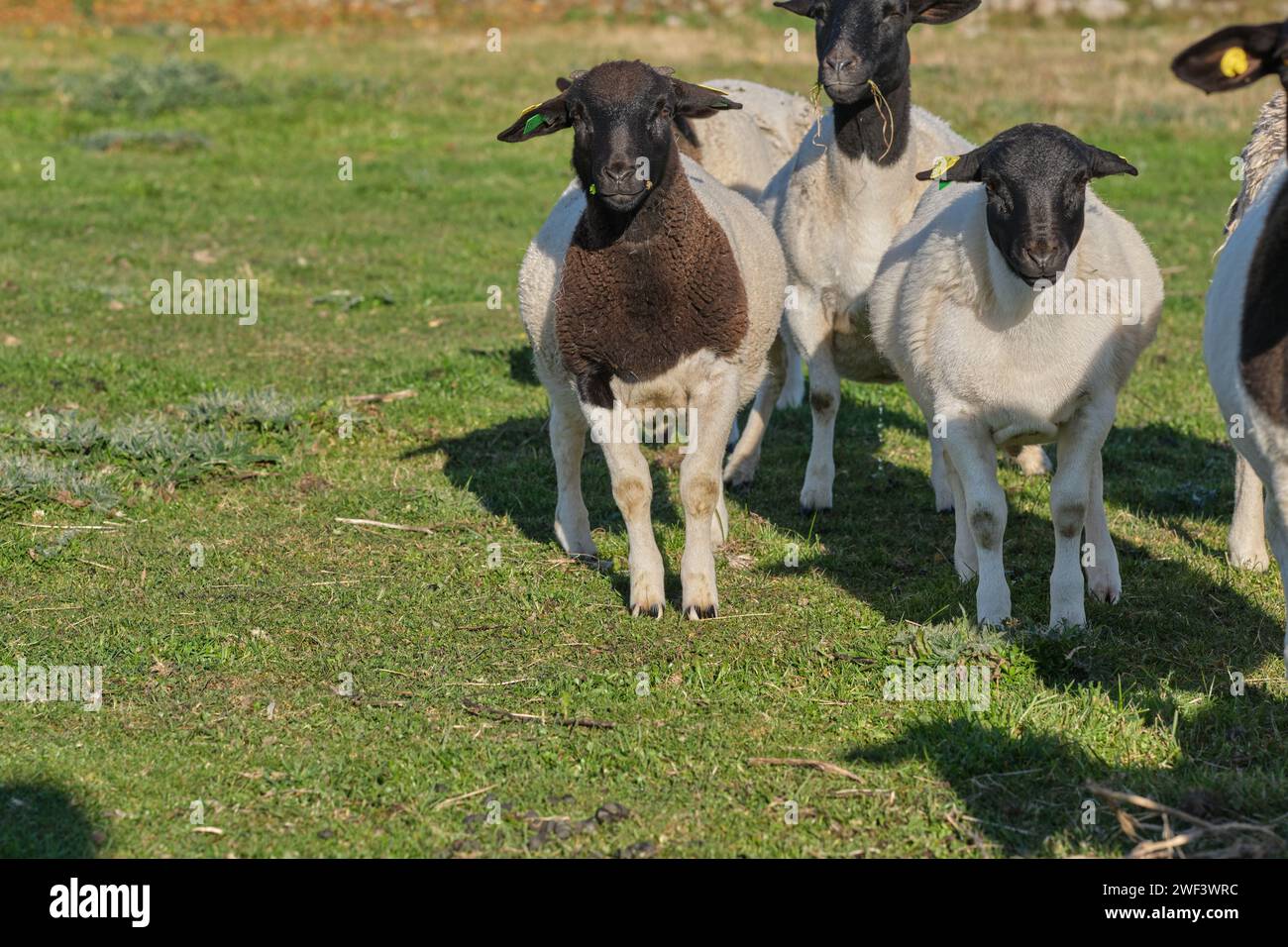 Fat rumped sheep hi-res stock photography and images - Alamy