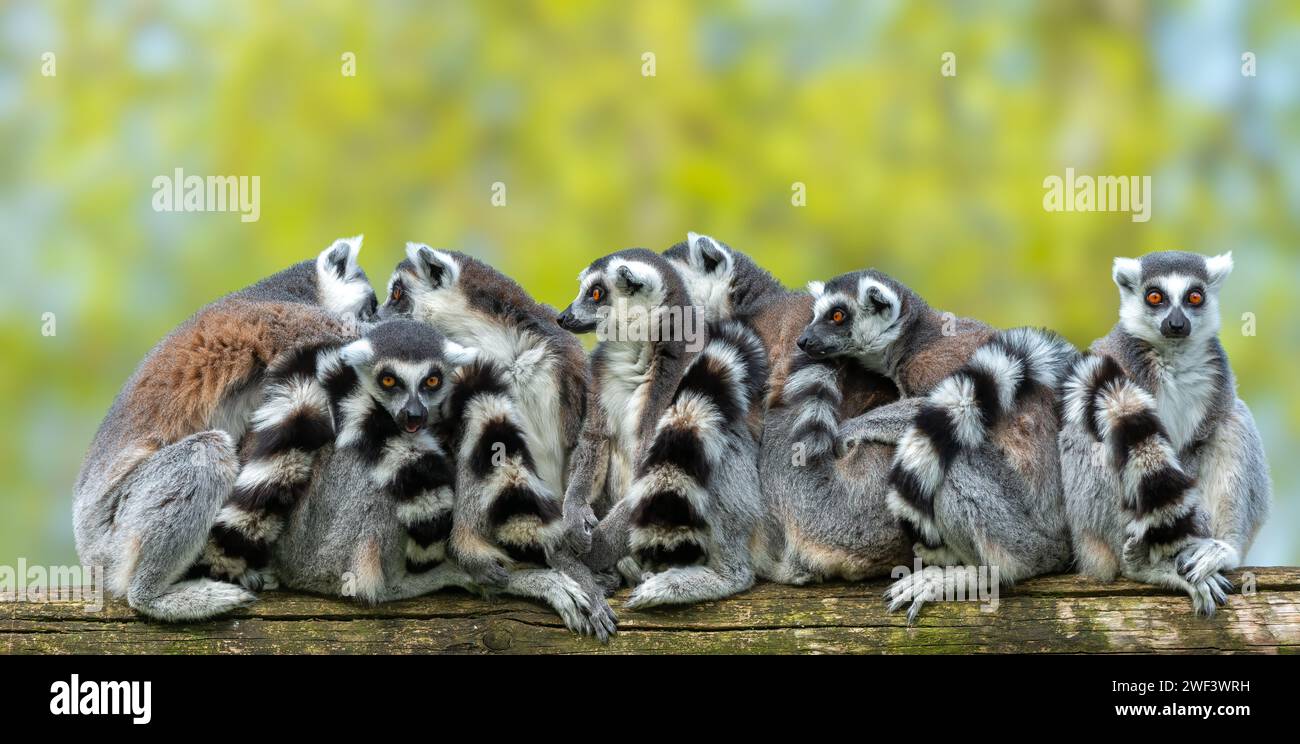 A group of ring-tailed lemurs on a wood log Stock Photo - Alamy