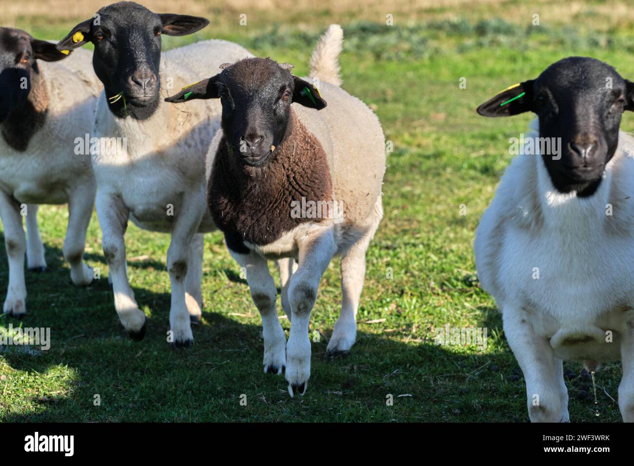 Fat rumped sheep hi-res stock photography and images - Alamy