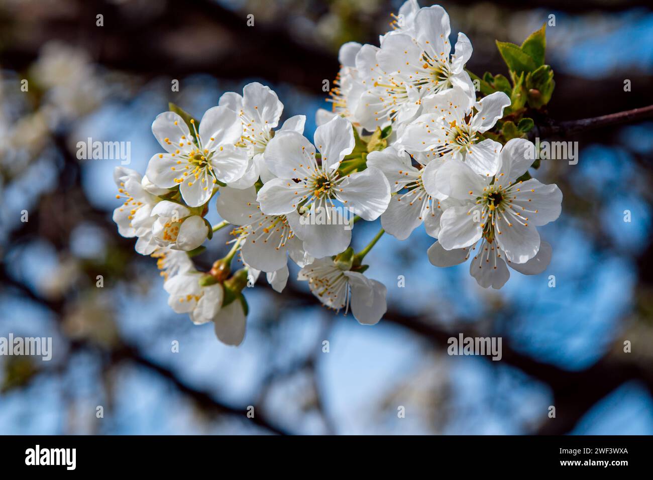 Beautiful blooming apricot tree branches with white flowers growing in ...