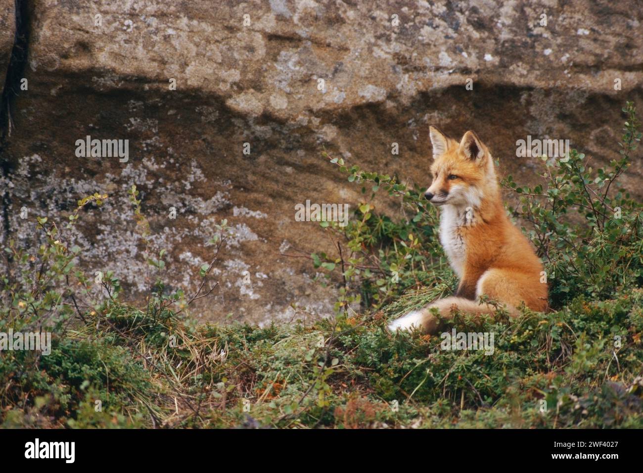 Arctic fox profile shot hi-res stock photography and images - Alamy