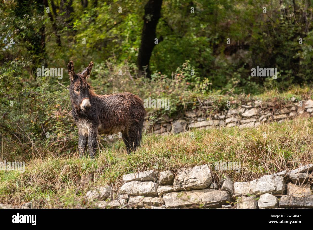 A donkey in the mountainous wilderness of lake Como, Italy Stock Photo ...