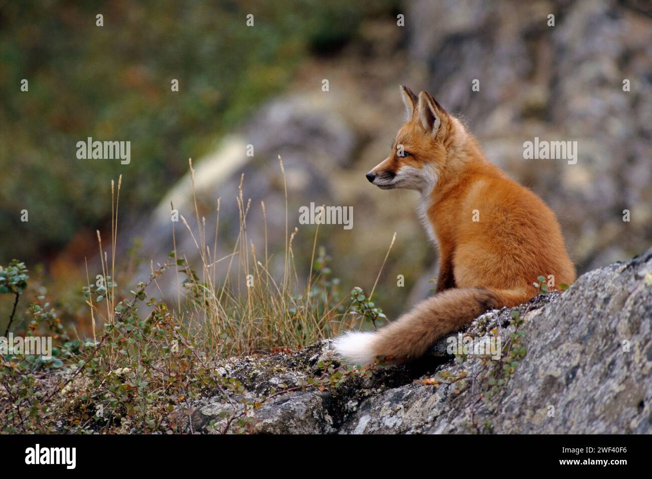 Arctic fox profile shot hi-res stock photography and images - Alamy