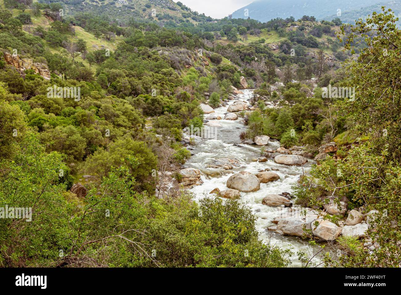 Mountain river in Yosemite Valley flows among trees and rocks. View of ...