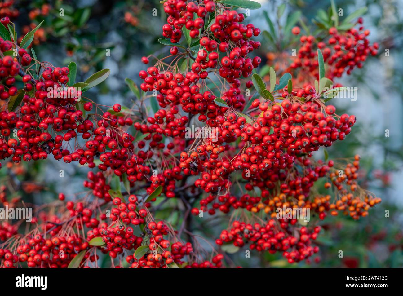 Firethorn is a thorny plant belonging to the Rosaceae family ...