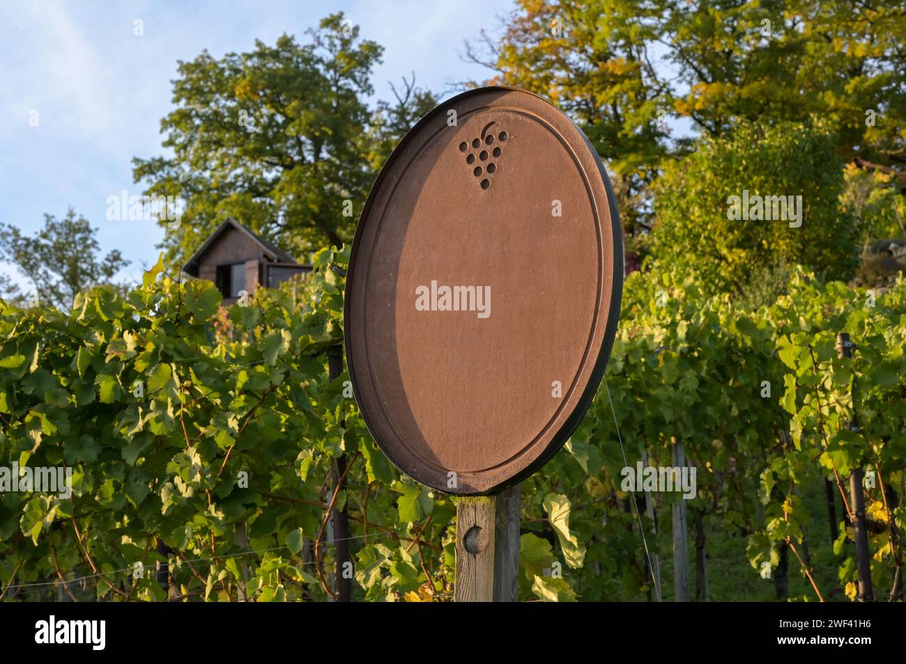 Vineyard sign in front of many green and yellow leaves of grapevines in ...