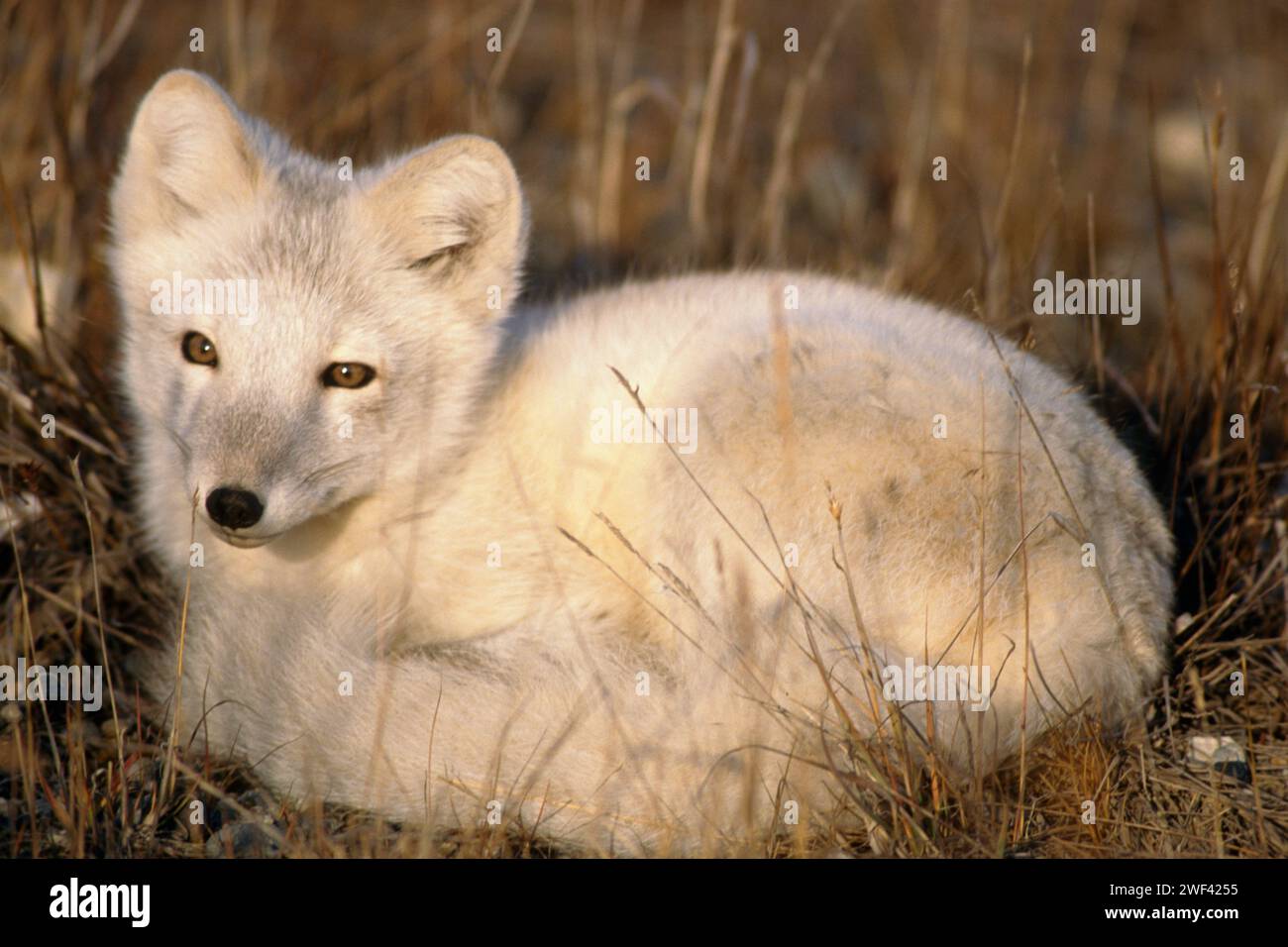 arctic fox, Alopex lagopus, coat changing from winter to summer, 1002 ...