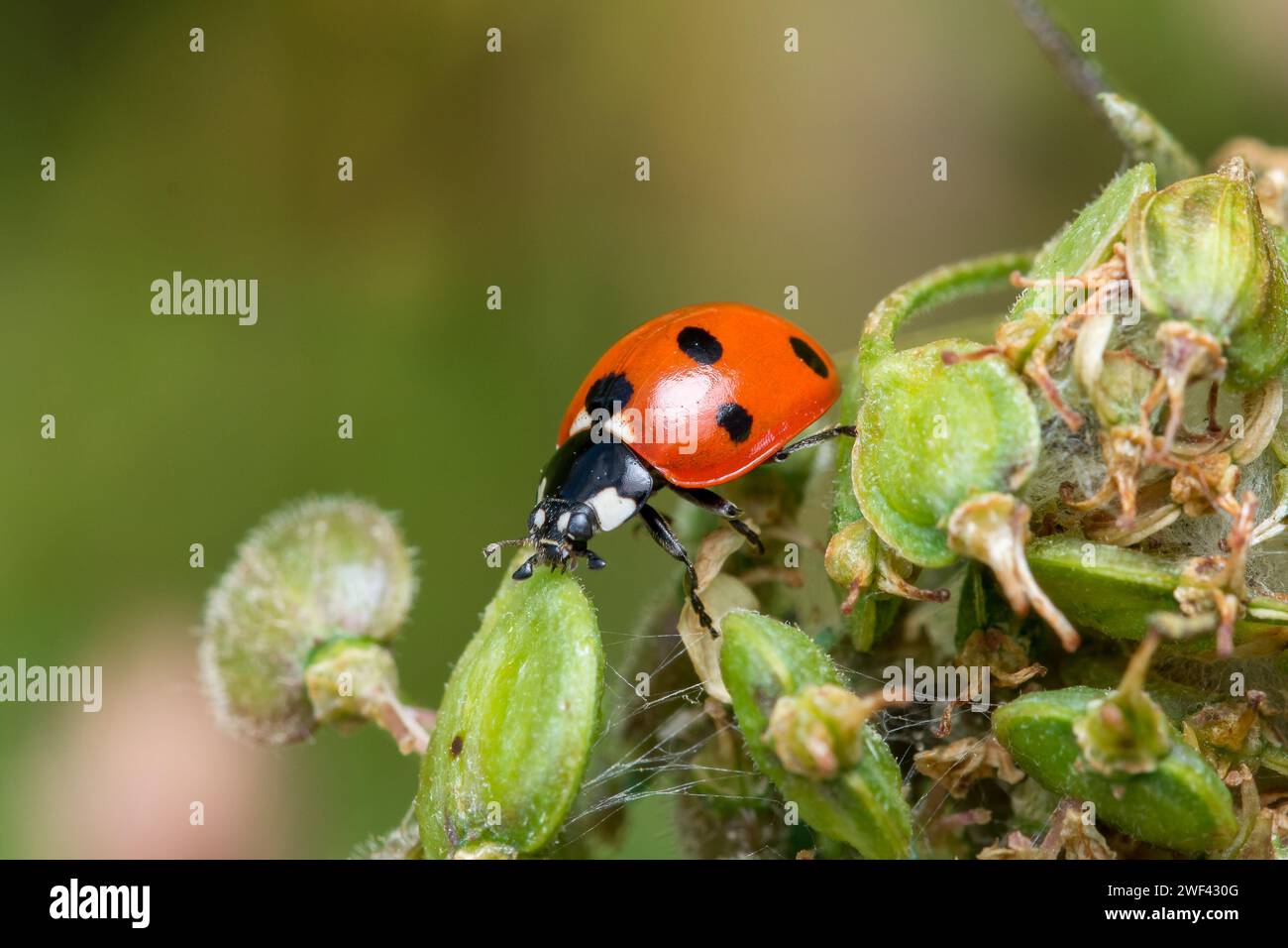 Ladybirds uk hi-res stock photography and images - Alamy