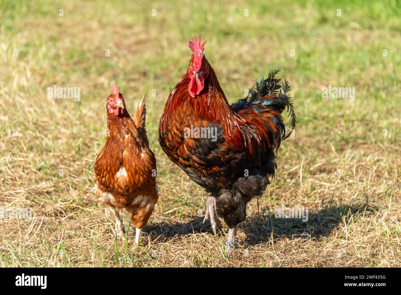 Legehene mit Hahn auf einer Freianlage in Schleswig-Holstein *** Laying ...