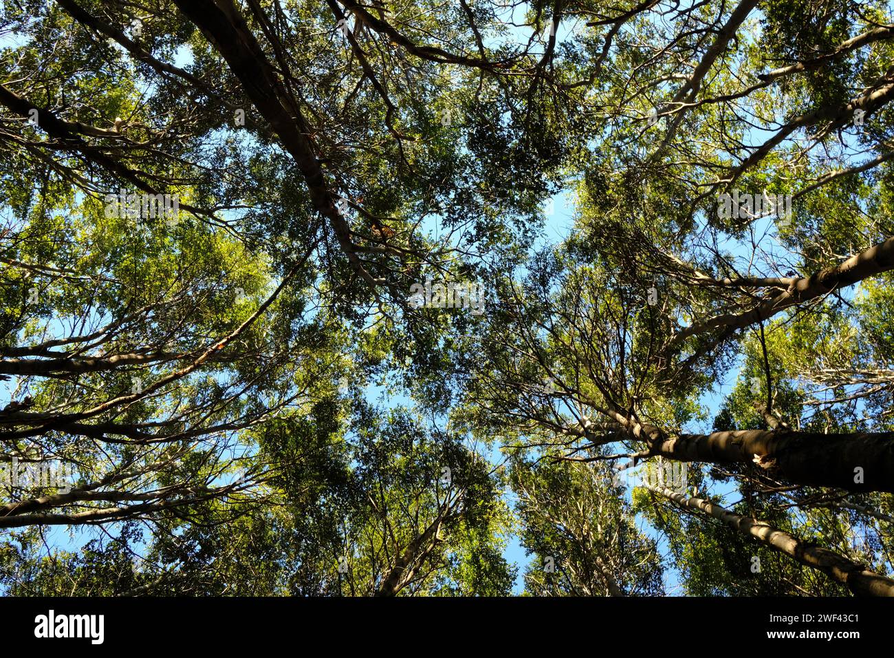 Southern beech leaves hi-res stock photography and images - Alamy