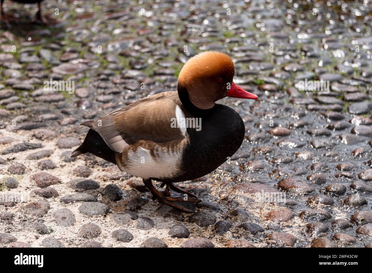 Eine Ente am Ufer in Malcesine am Gardasee fotografiert *** A duck ...