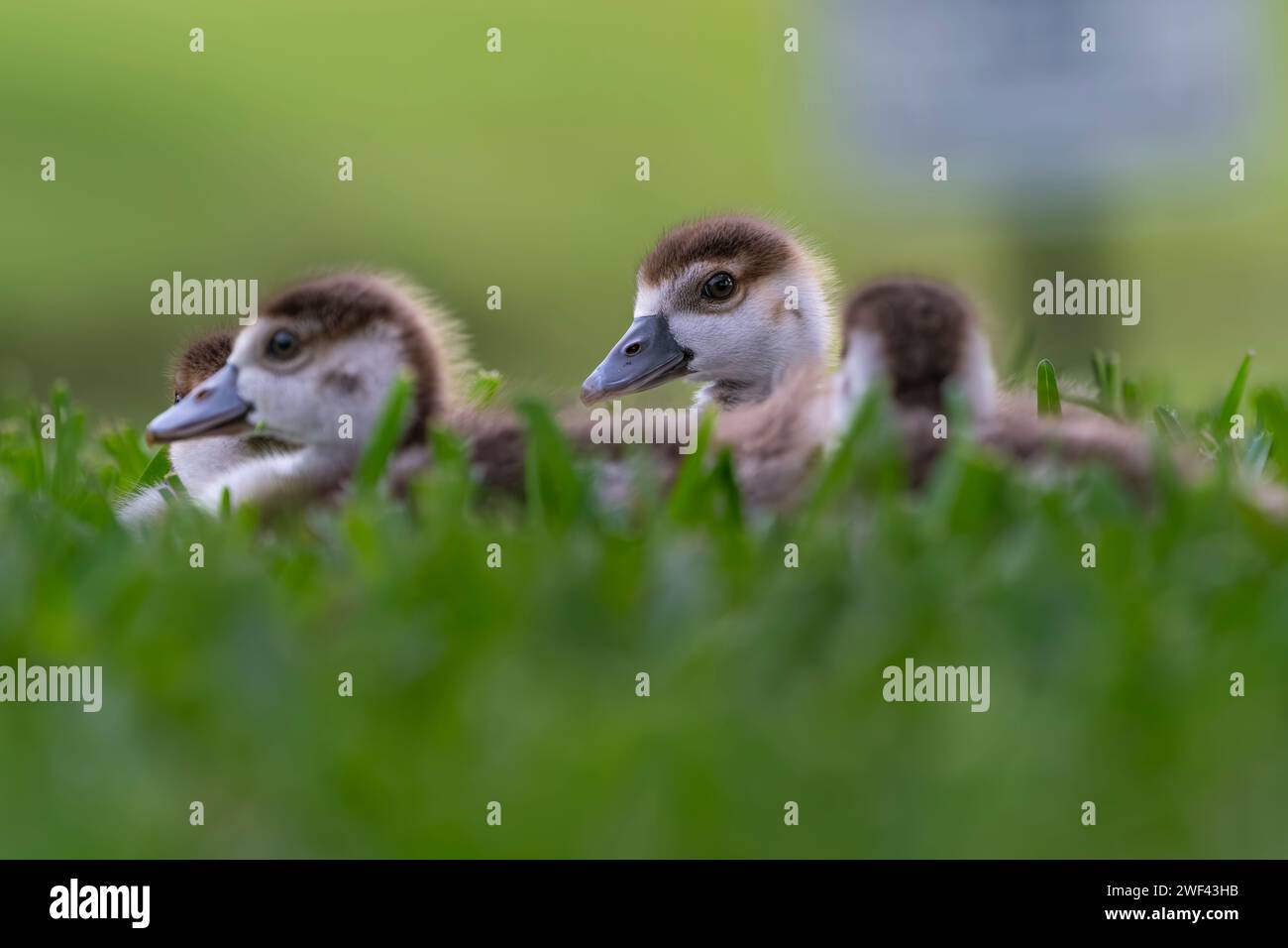 Resting place for geese hi-res stock photography and images - Alamy