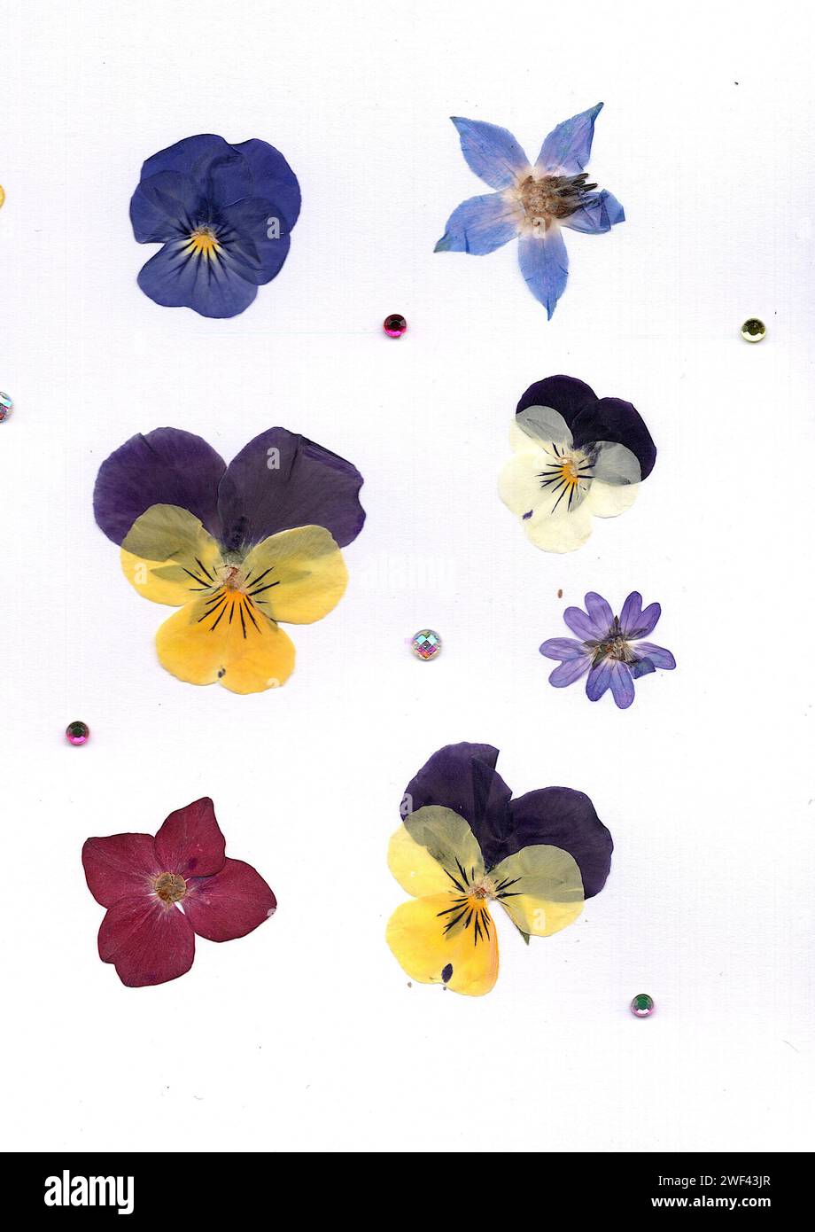 Pressed flowers victorian hi-res stock photography and images - Alamy