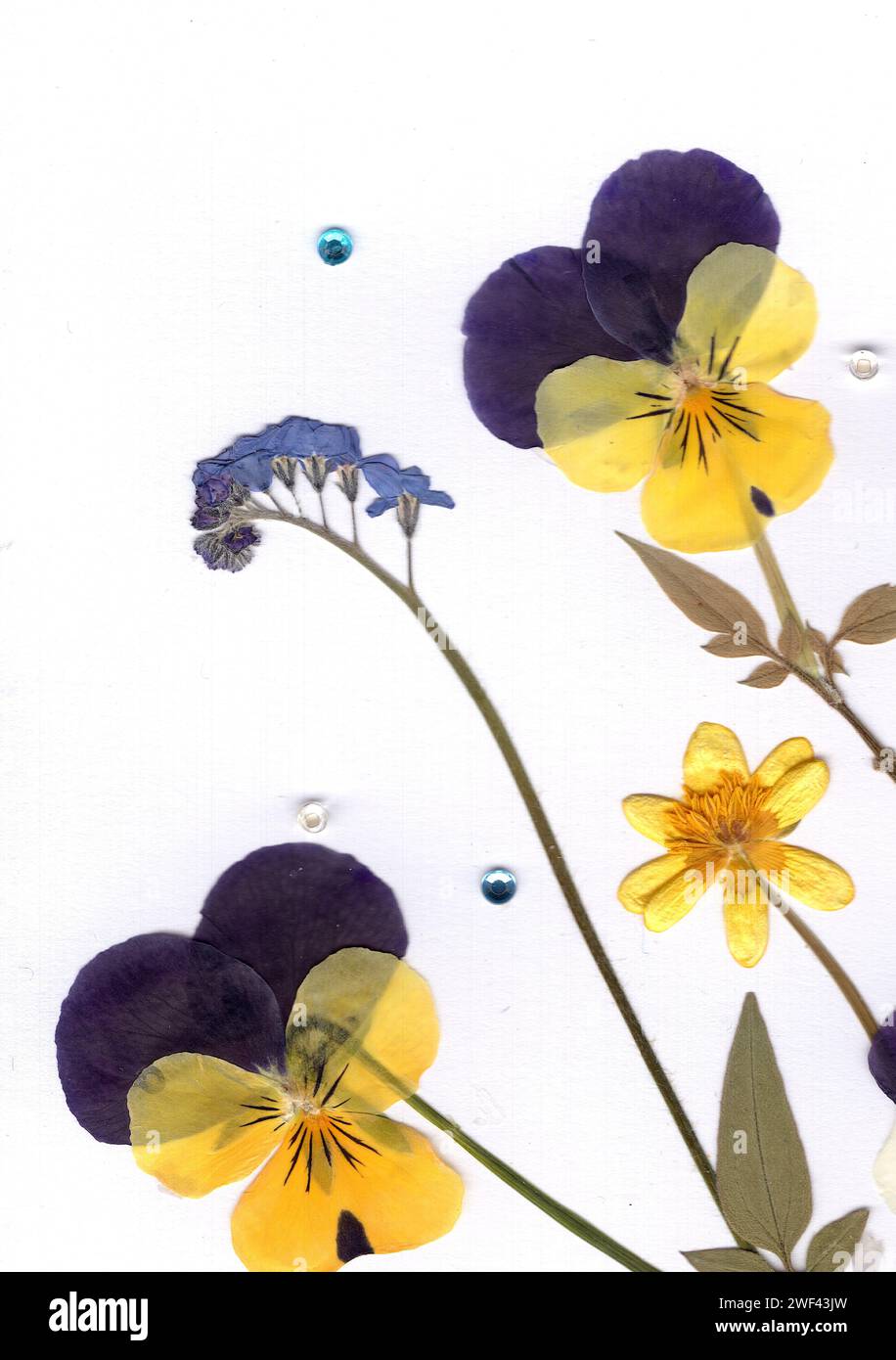 Pressed flowers victorian hi-res stock photography and images - Alamy