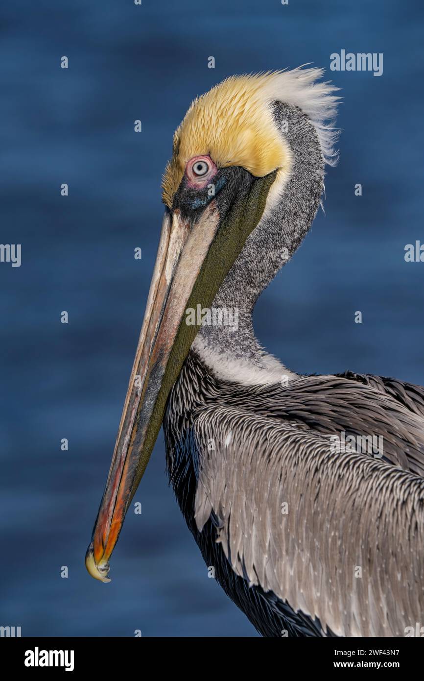 Eastern brown pelican hi-res stock photography and images - Alamy
