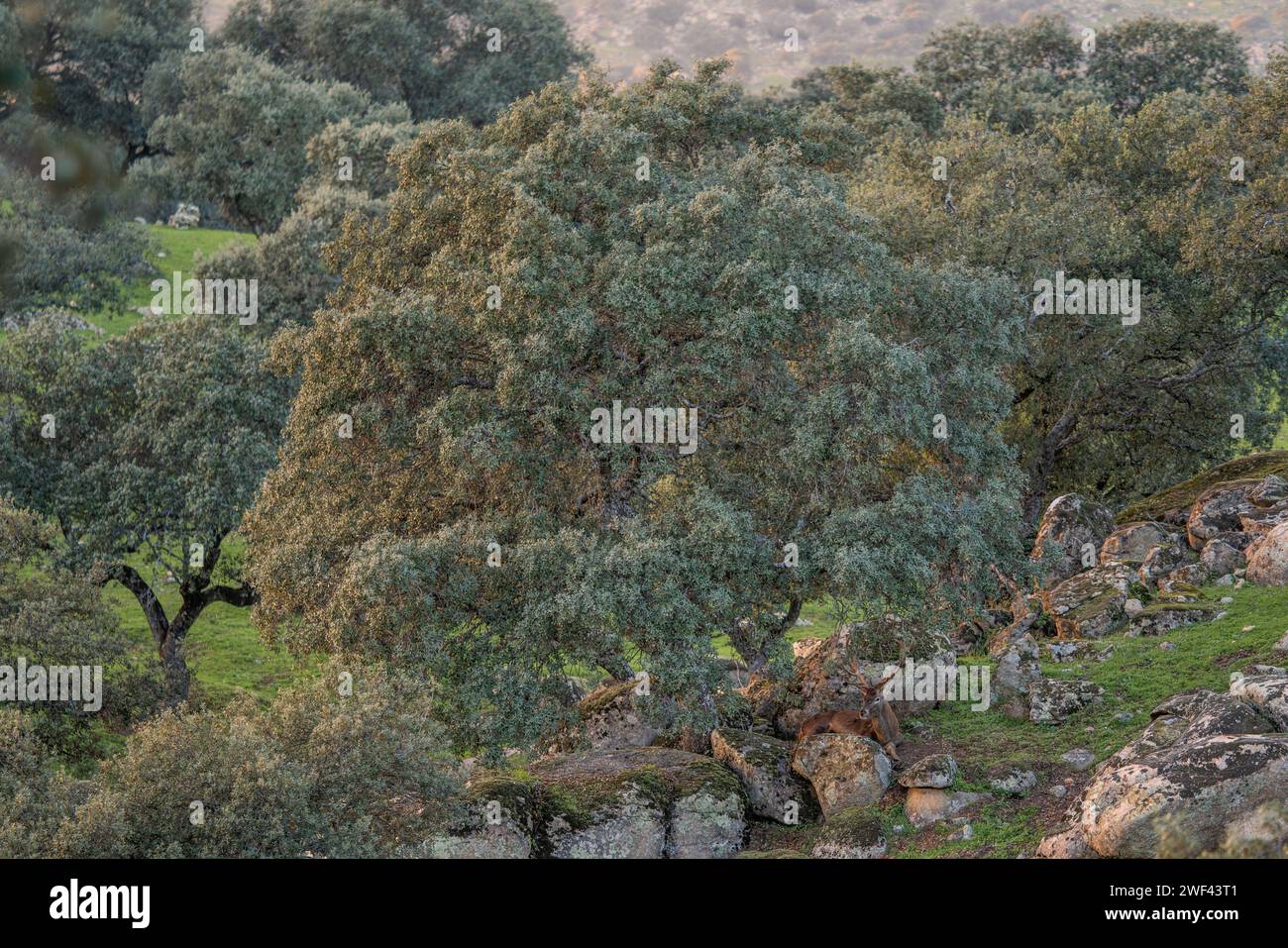 Iberian Red Deer - Cervus elaphus hispanicus, large beautiful iconic ...