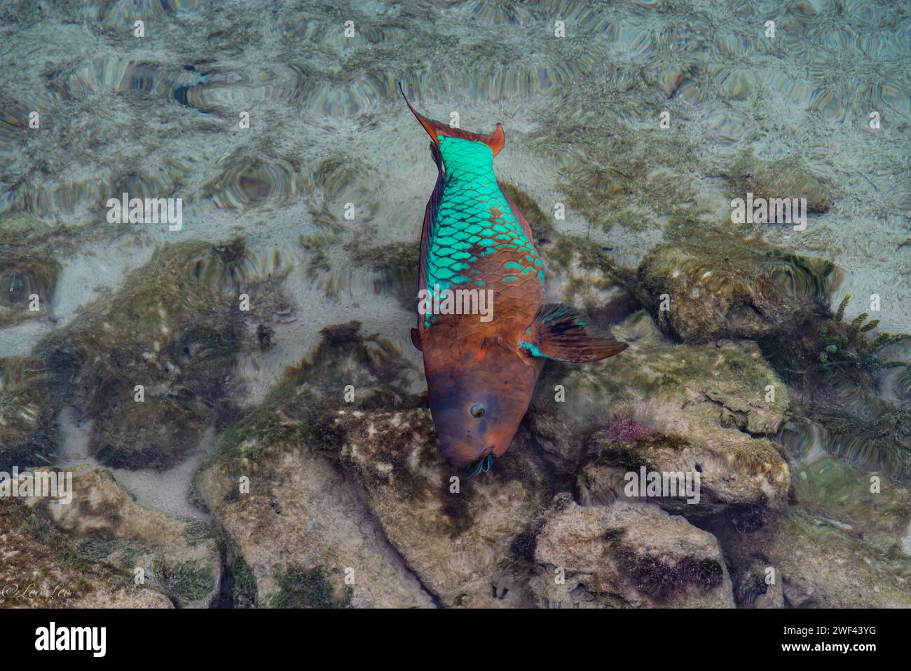 Rainbow parrotfish beauty hi-res stock photography and images - Alamy
