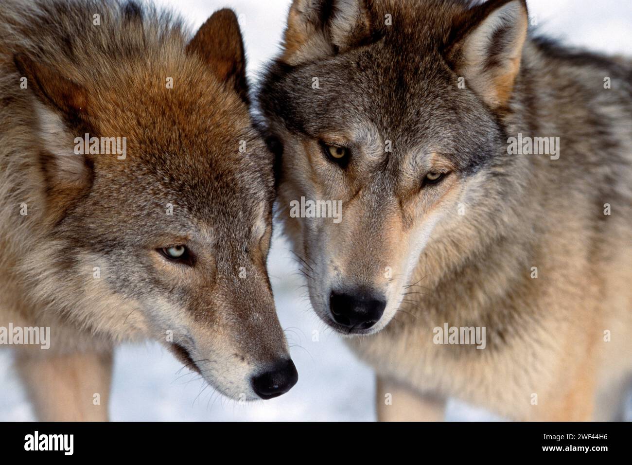 gray wolf, Canis lupus, a pair in the foothills of the Takshanuk ...