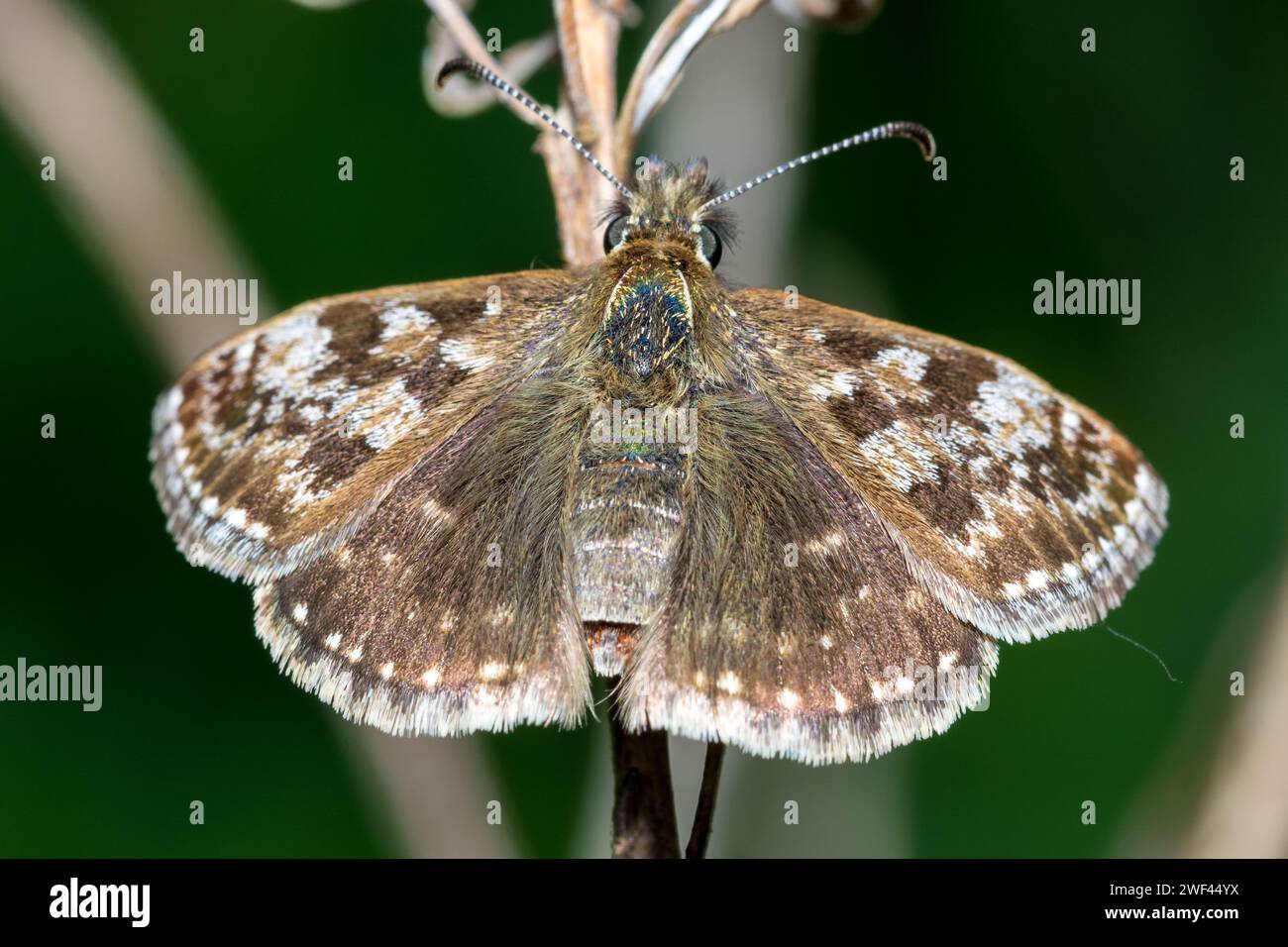 County durham insects hi-res stock photography and images - Alamy
