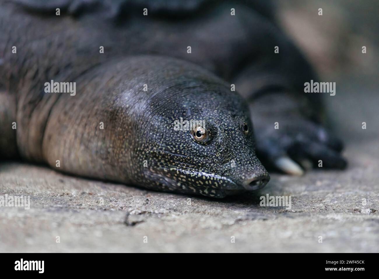 African softshell hi-res stock photography and images - Alamy