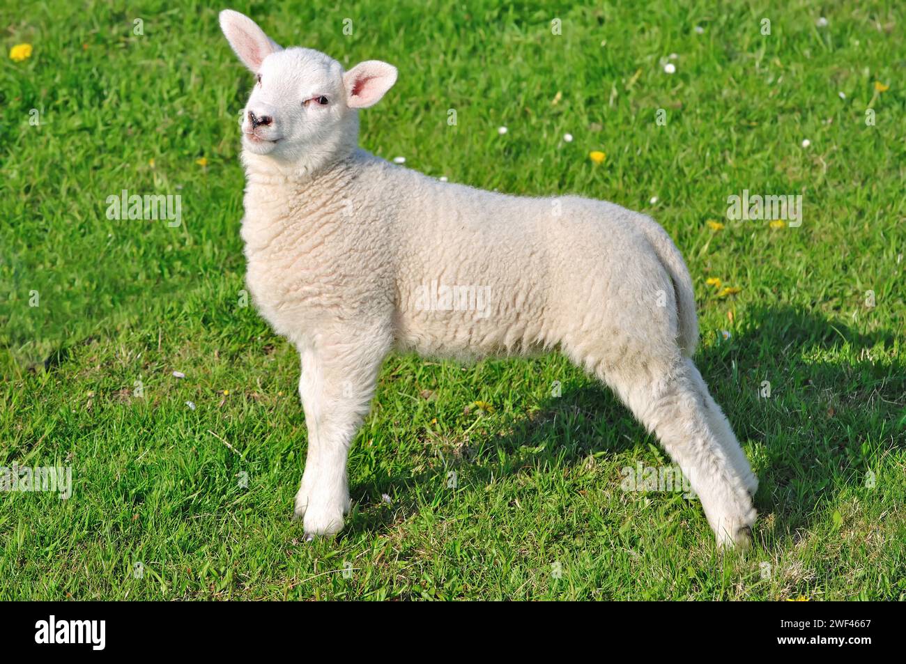 posing sweet Lamb on meadow at North Sea,Germany Stock Photo - Alamy