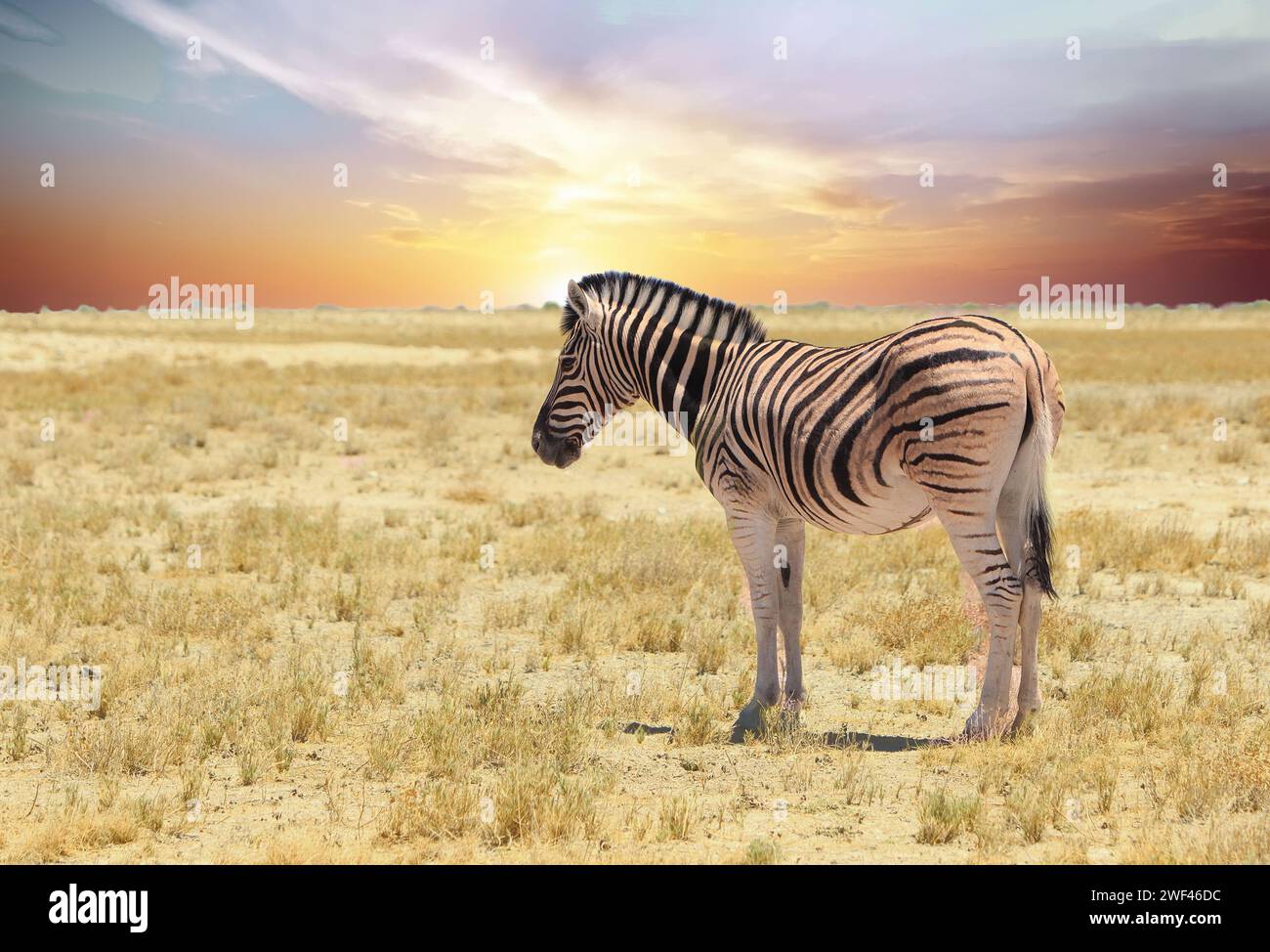 A Lone Zebra standing on the vast open empty dry African plains, with a ...