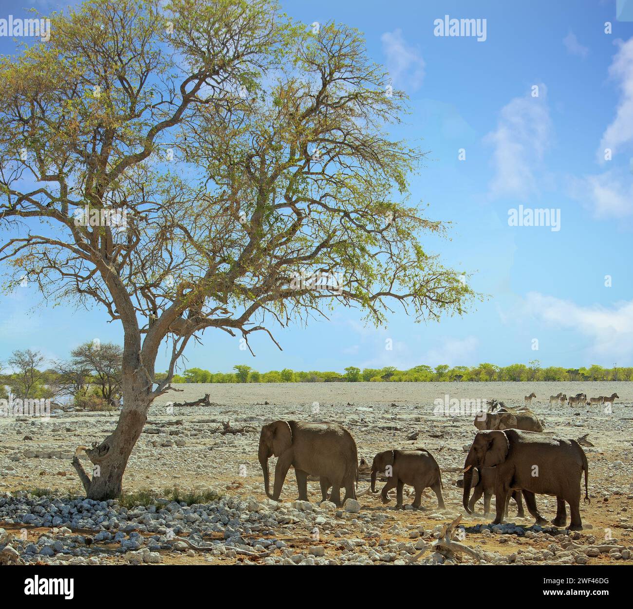 Small family herd with a calf walking towards a tall vibrant tree ...