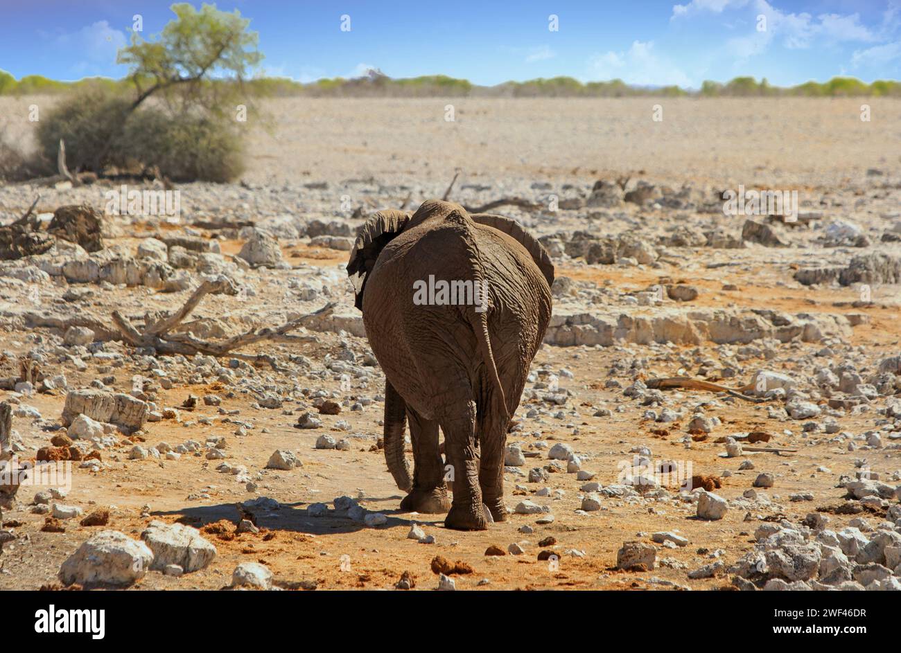 Rear view of an African Elephant walking away towards the rugged bush ...
