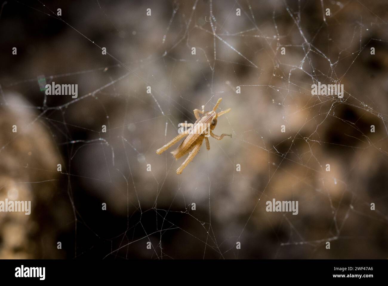Grasshopper in spiders web hi-res stock photography and images - Alamy
