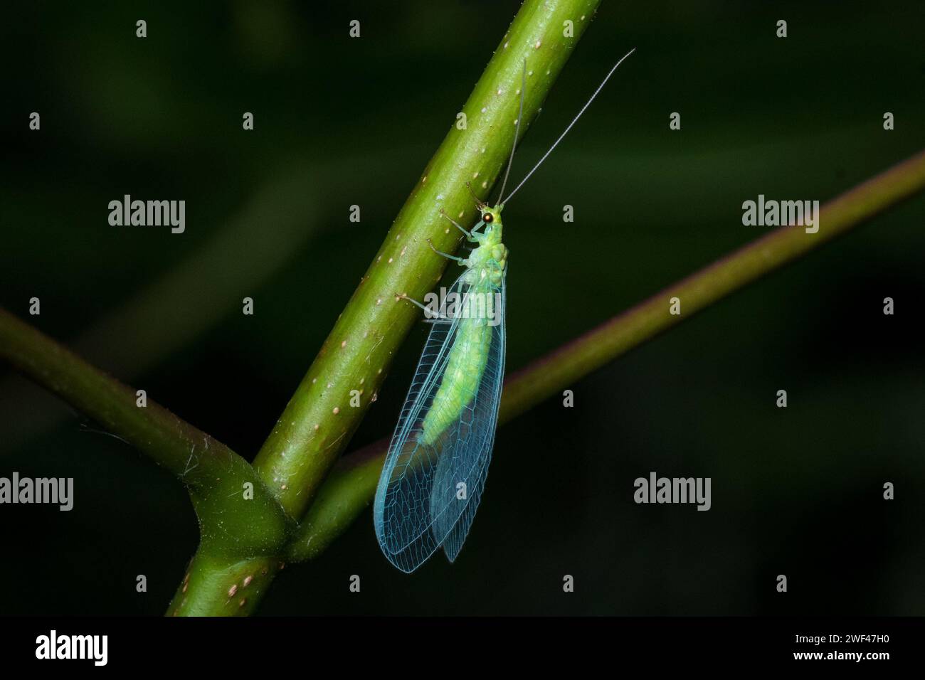 A beautiful green lacewing clinging to a plant stem. Taken at Thornley ...