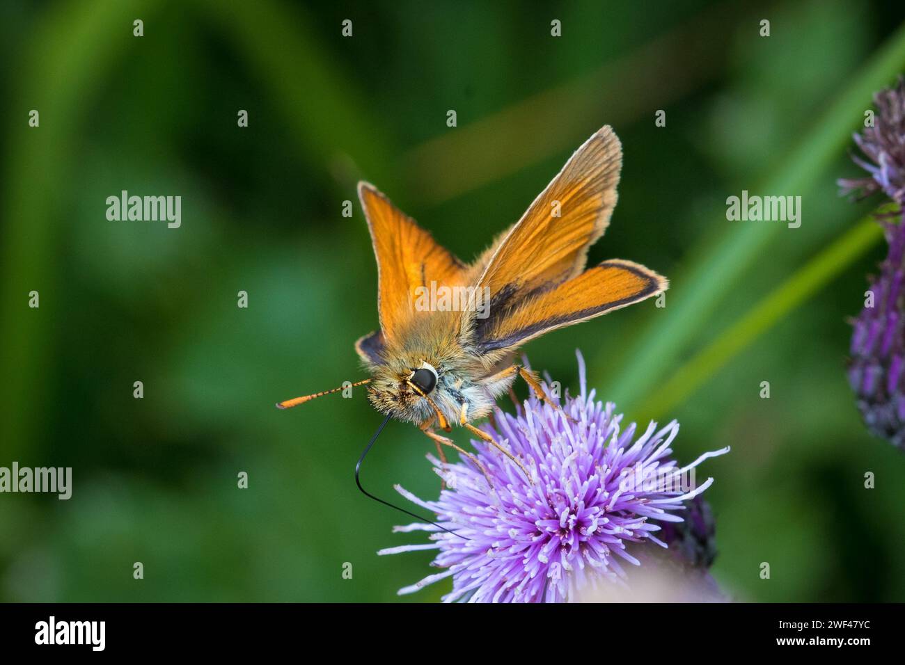 A large skipper butterfly rests like a tiny jet aircraft on a purple ...