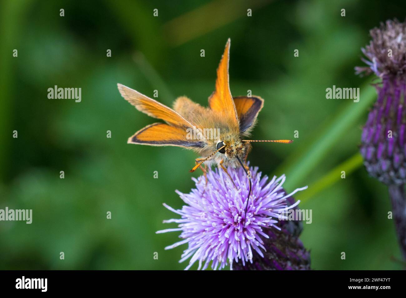 A large skipper butterfly rests like a tiny jet aircraft on a purple ...
