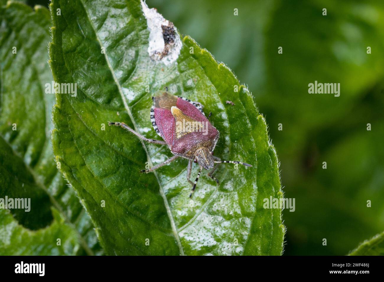 An intricately patterned Hairy Shieldbug (Dolycoris baccarum) searching ...