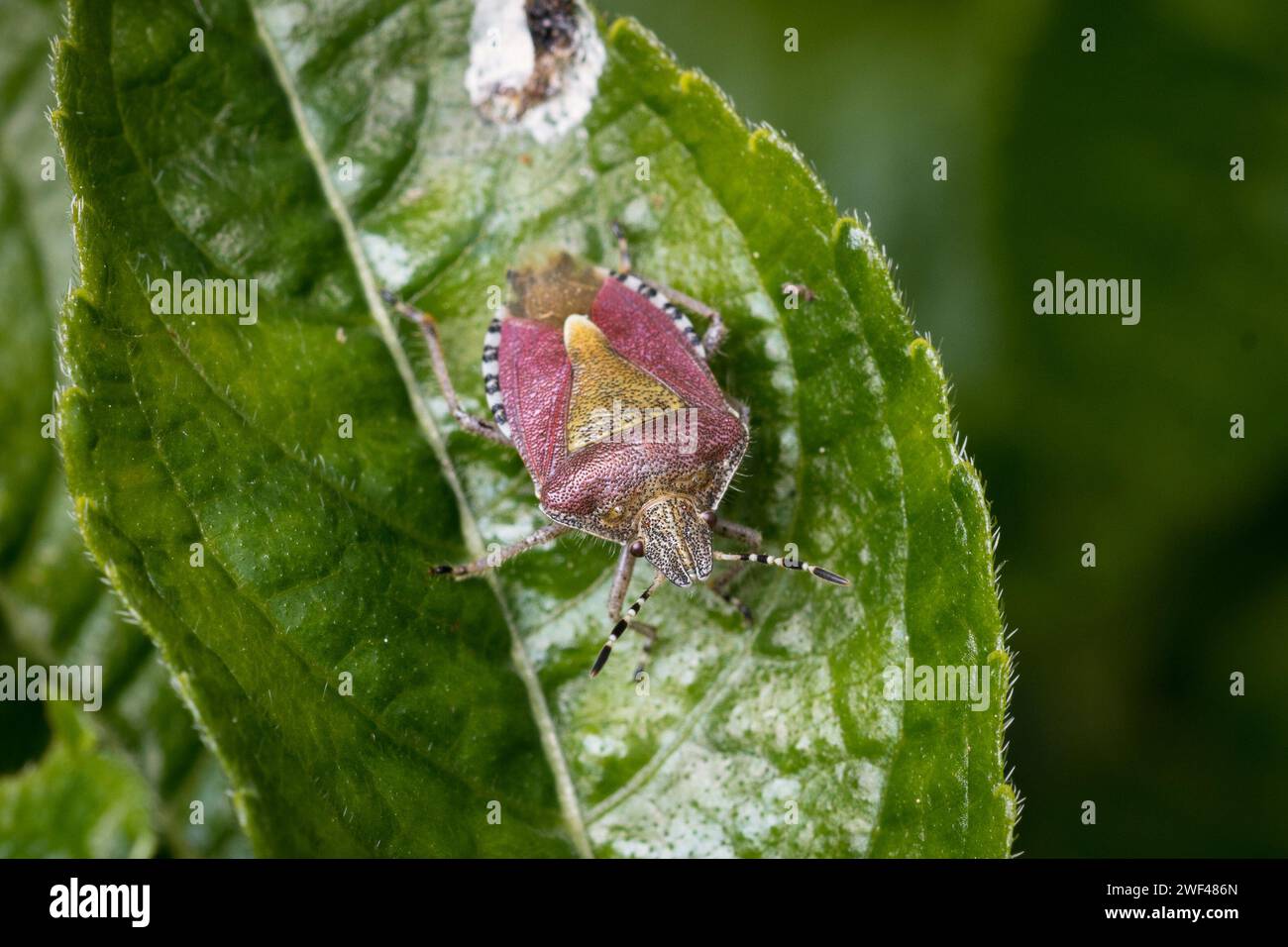 An intricately patterned Hairy Shieldbug (Dolycoris baccarum) searching ...