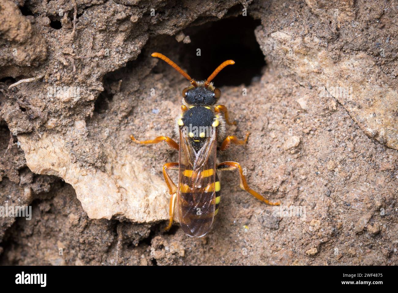 Nomad bee nest hi-res stock photography and images - Alamy