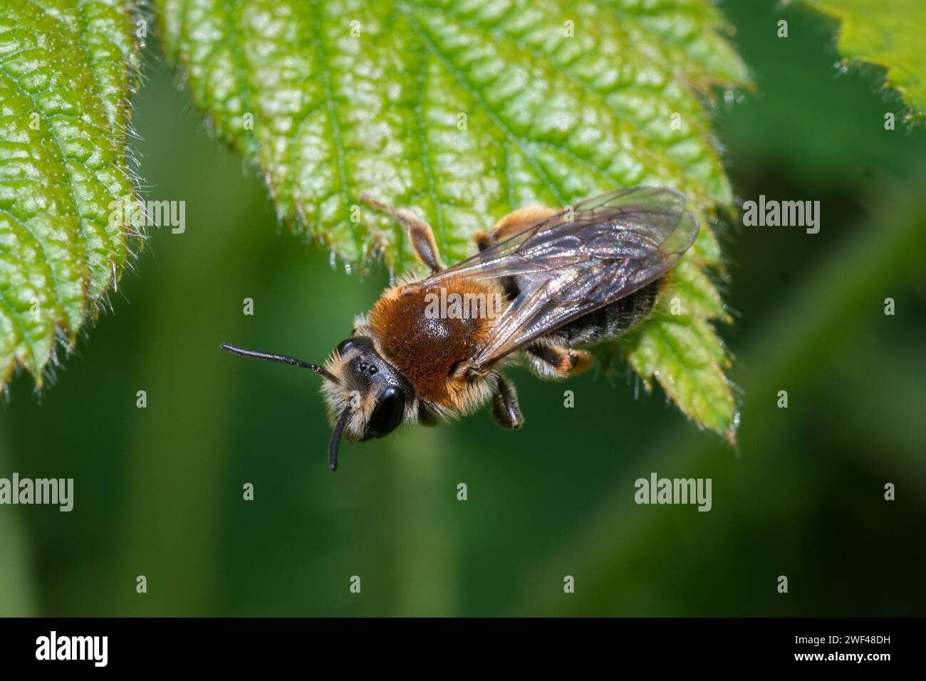 An orange-tailed mining bee (Andrena haemorrhoa) resting on a leaf ...