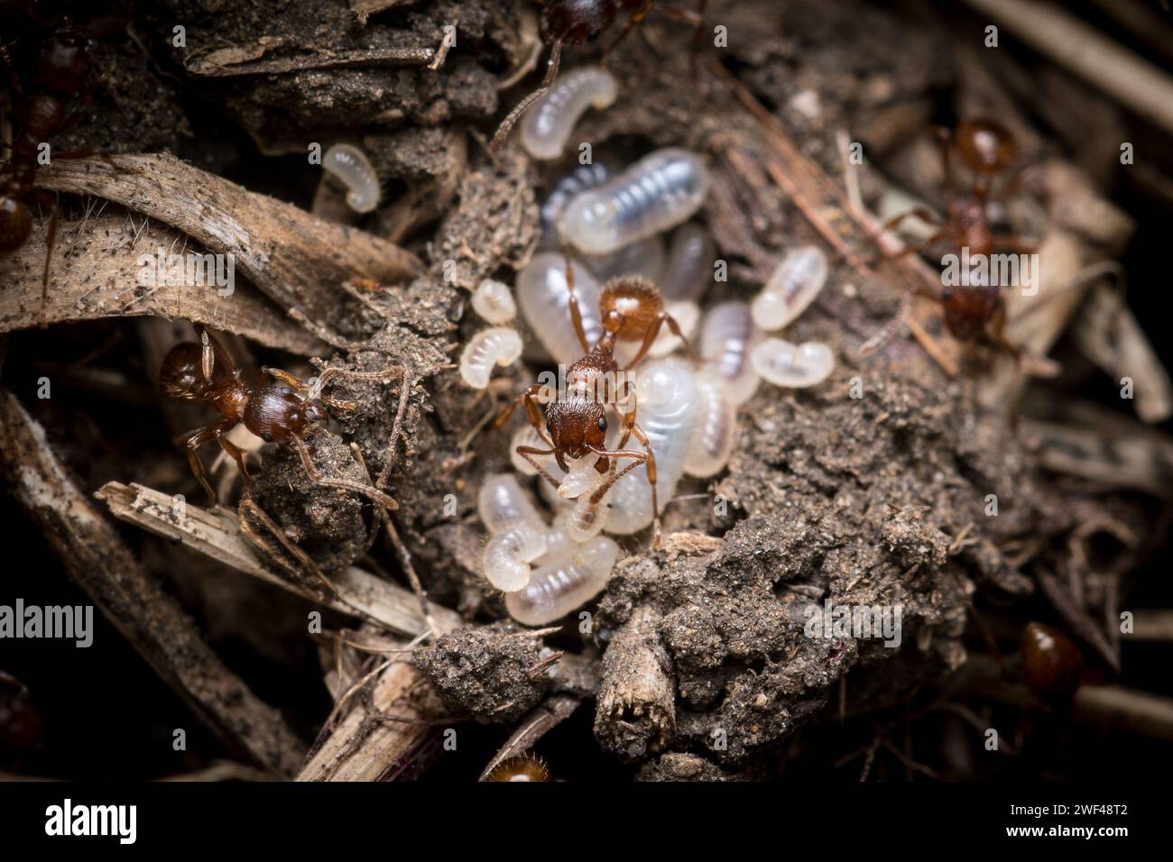 Inside a nest of red ants (Myrmica sp) showing workers tending to ...