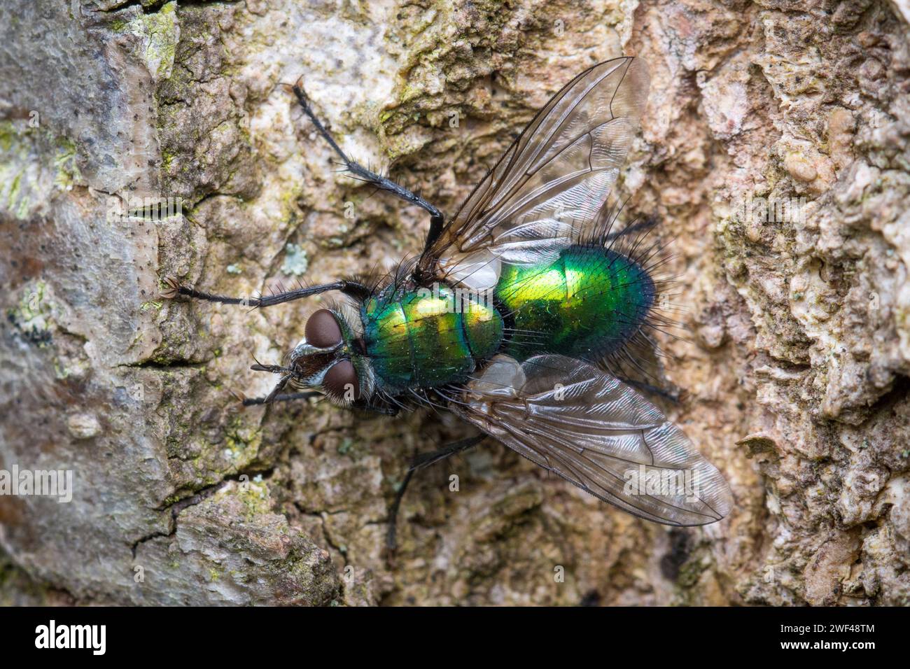 A shiny metallic greenbottle fly basks on a sunlit tree trunk ...