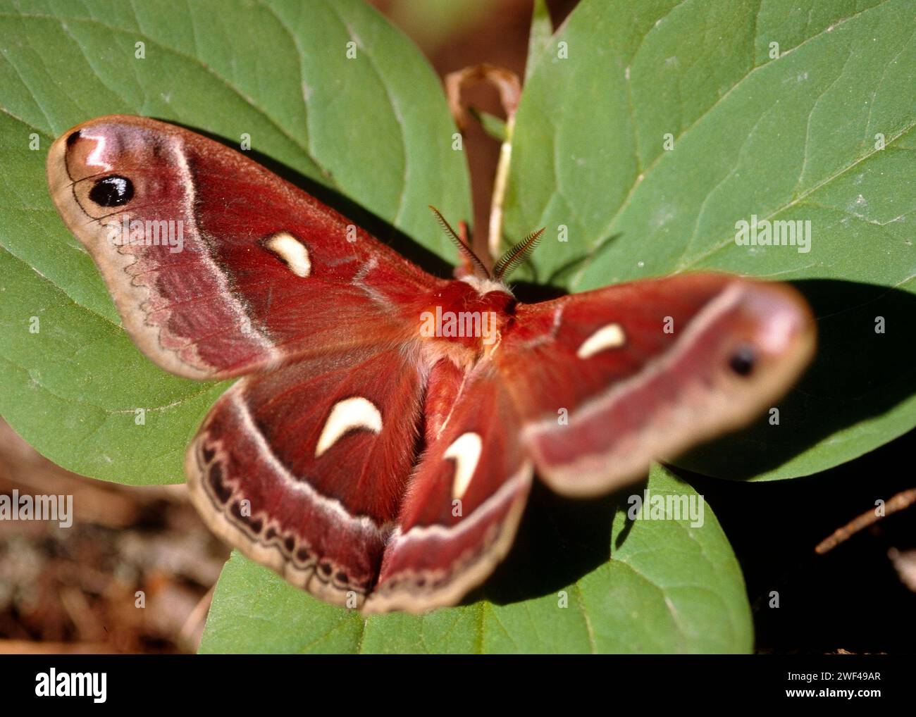 ceanothus silk moth Hyalophora euryalus nocturnal olympic national park ...