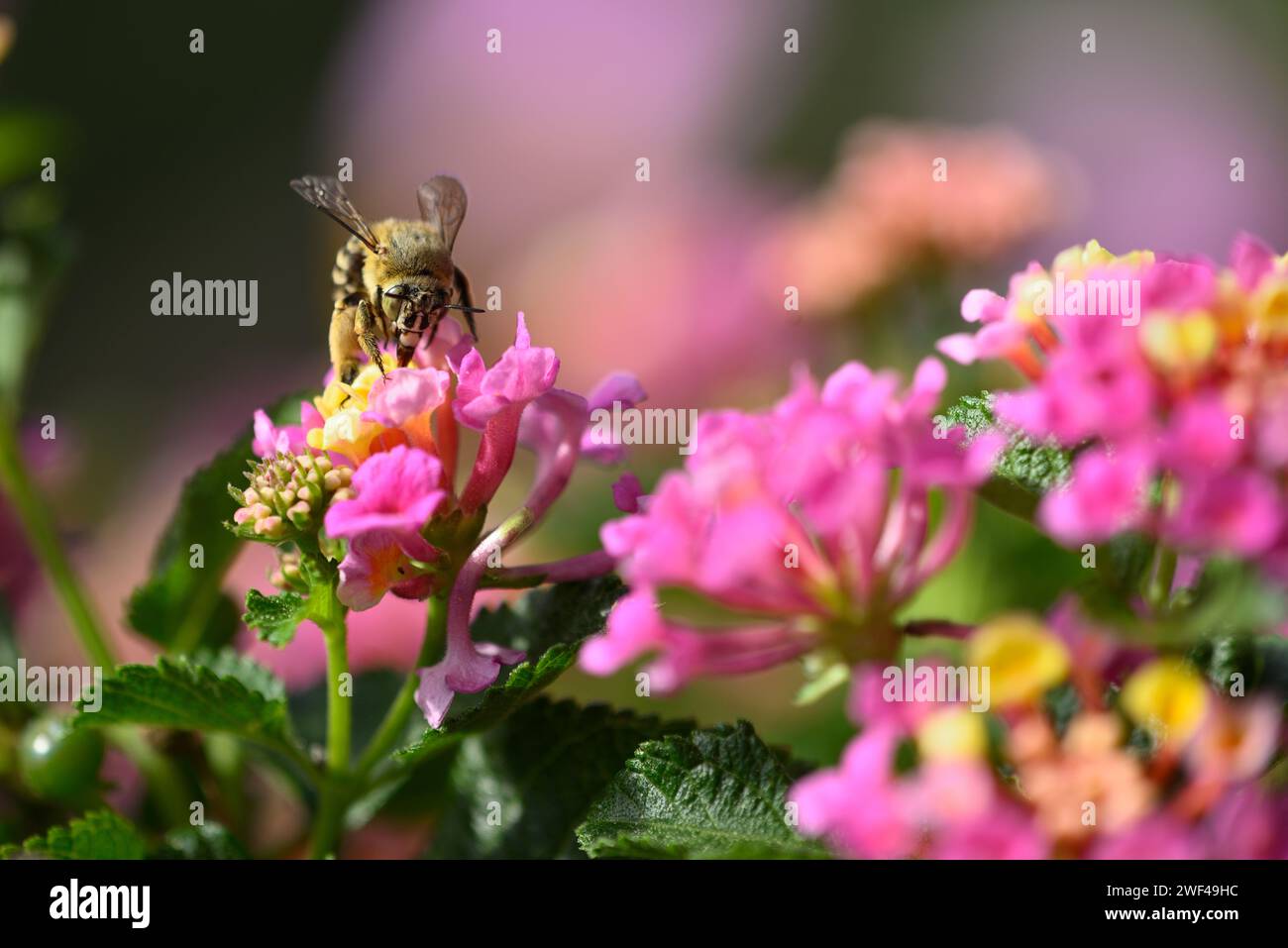 Bee on vibrant flowers to collect pollen on her legs Stock Photo - Alamy