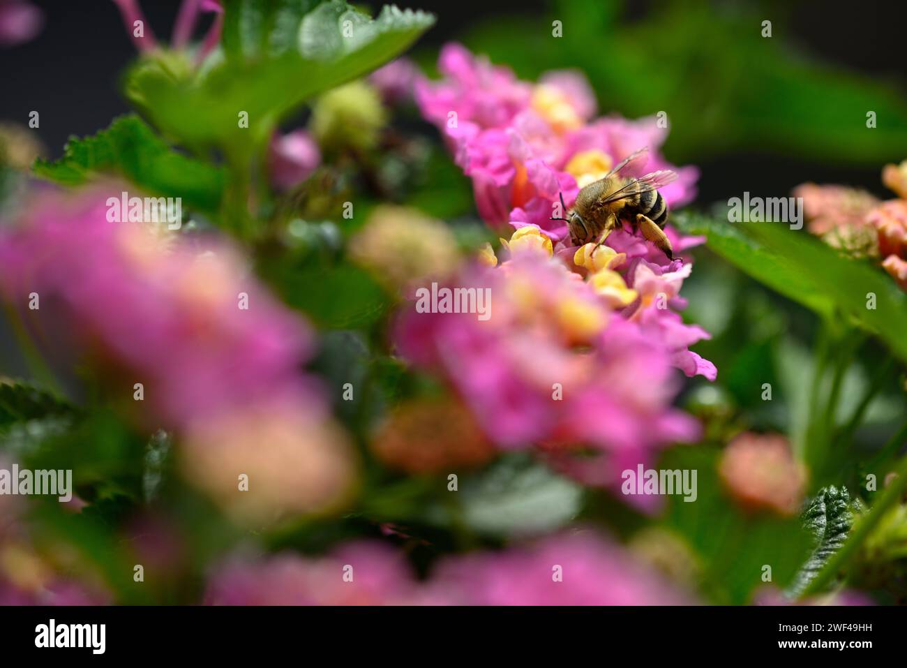 Pollen on the legs hi-res stock photography and images - Alamy