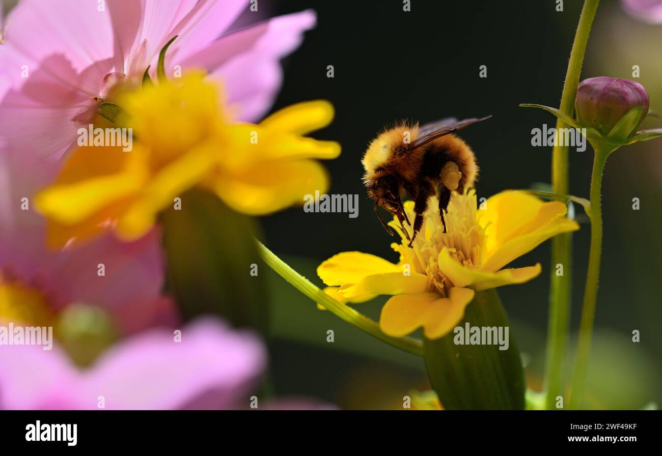 Bumblebee on vibrant flowers to collect pollen on her legs Stock Photo ...