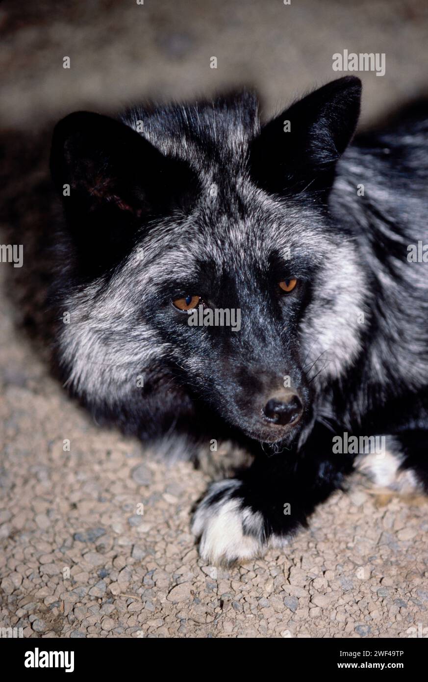 red fox, Vulpes vulpes, in silver phase, Anchorage Zoo, Alaska Stock ...