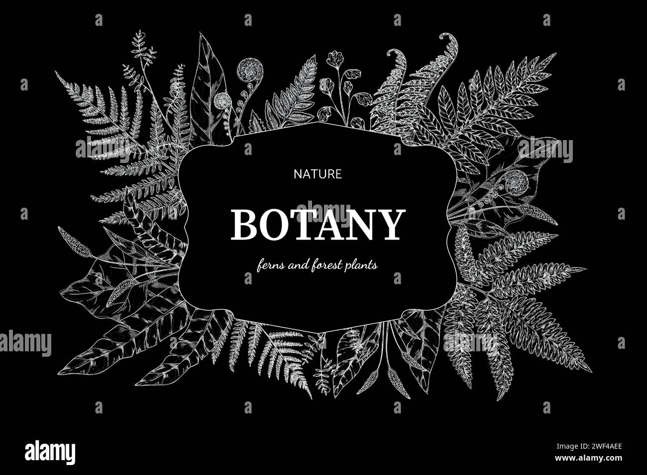 Botany poster. Ferns and forest plants. Frame with copy space for text ...