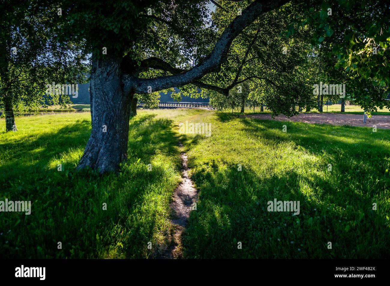 Empty tree shaded path covered hi-res stock photography and images - Alamy