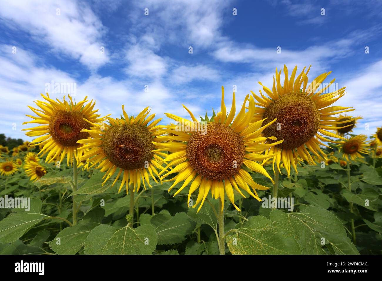 Sunflowers are blooming and light from the sun on a clear day and have ...