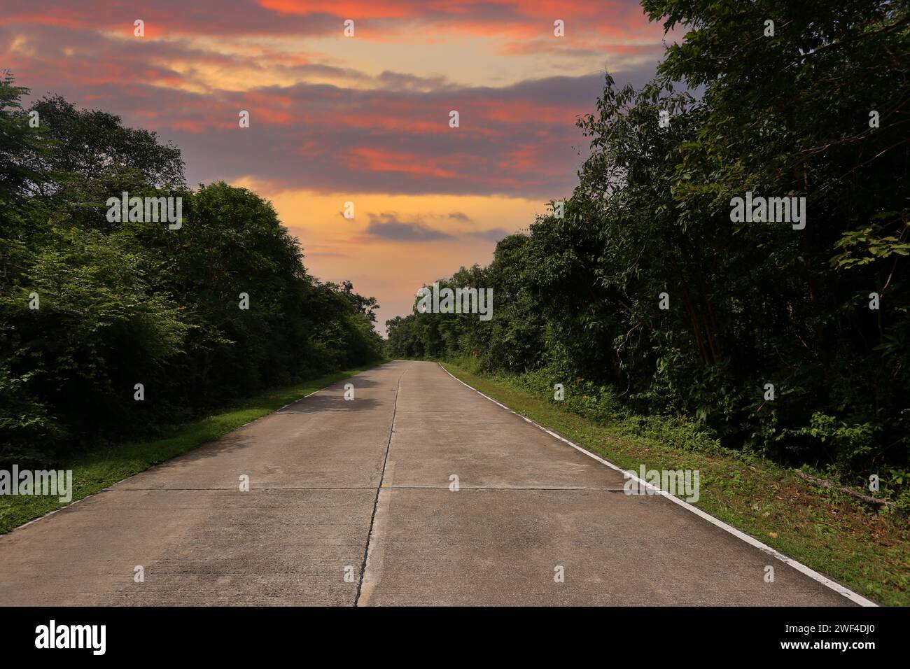 Empty concrete road on both sides of the road is a trees forest and a ...