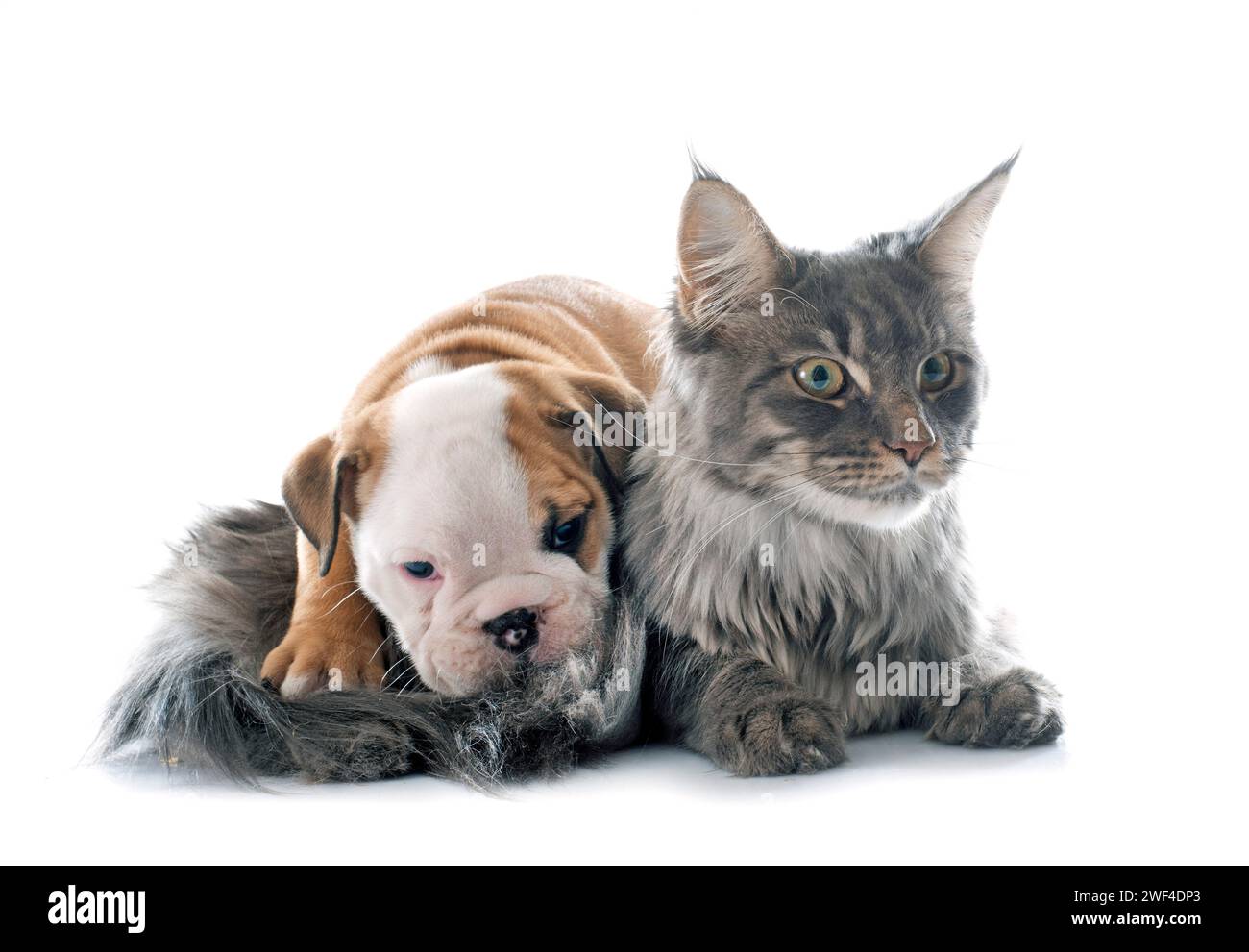 puppy english bulldog and cat in front of white background Stock Photo ...