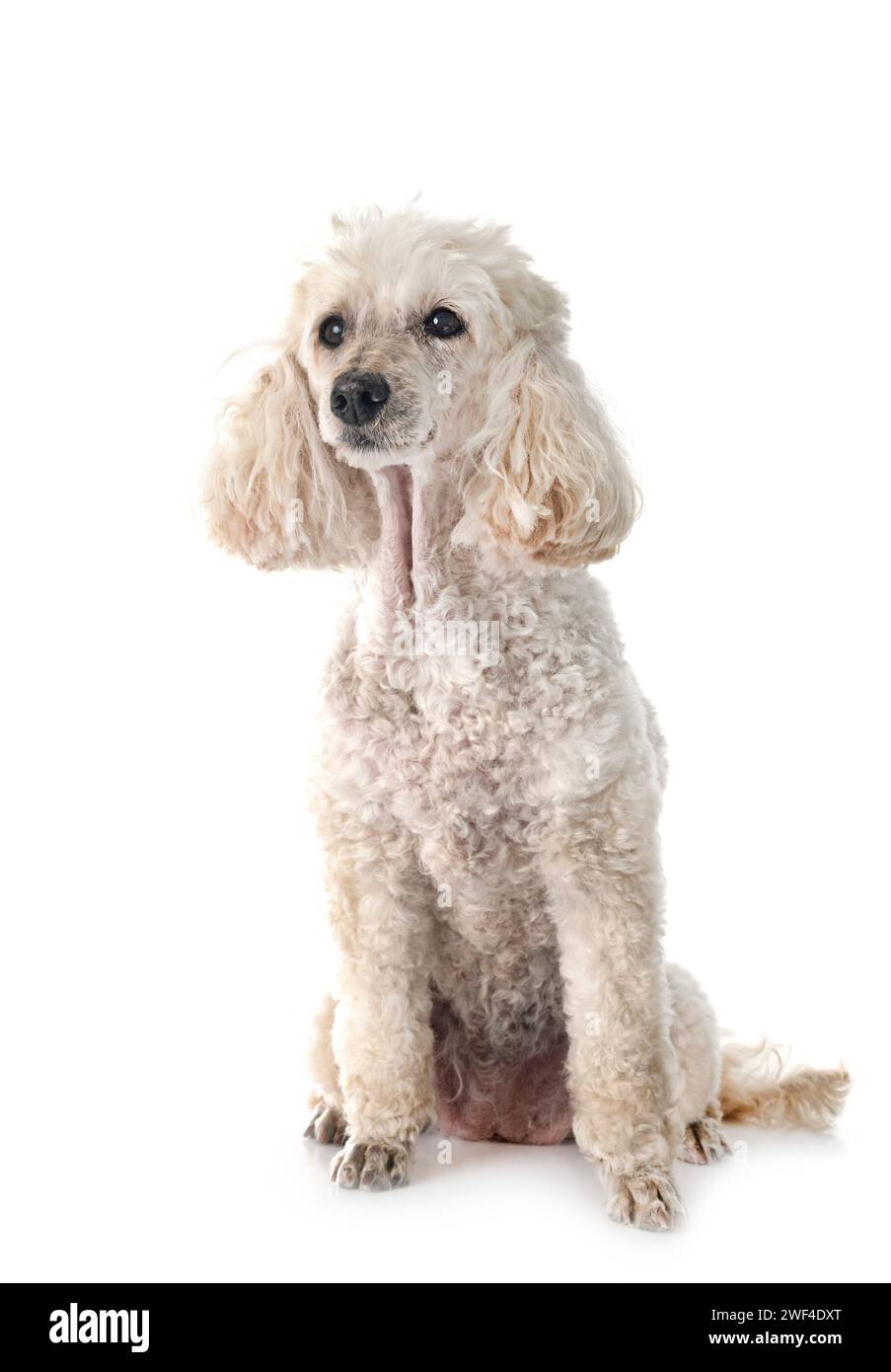 white poodle in front of white background Stock Photo - Alamy