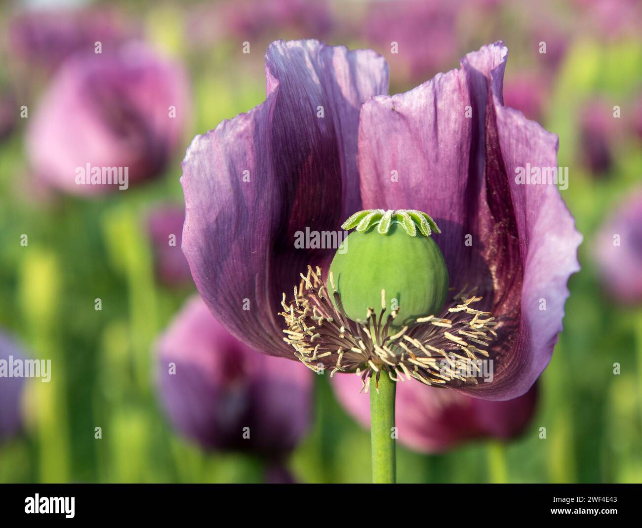 Detail of opium poppy flower, in latin papaver somniferum, dark purple ...